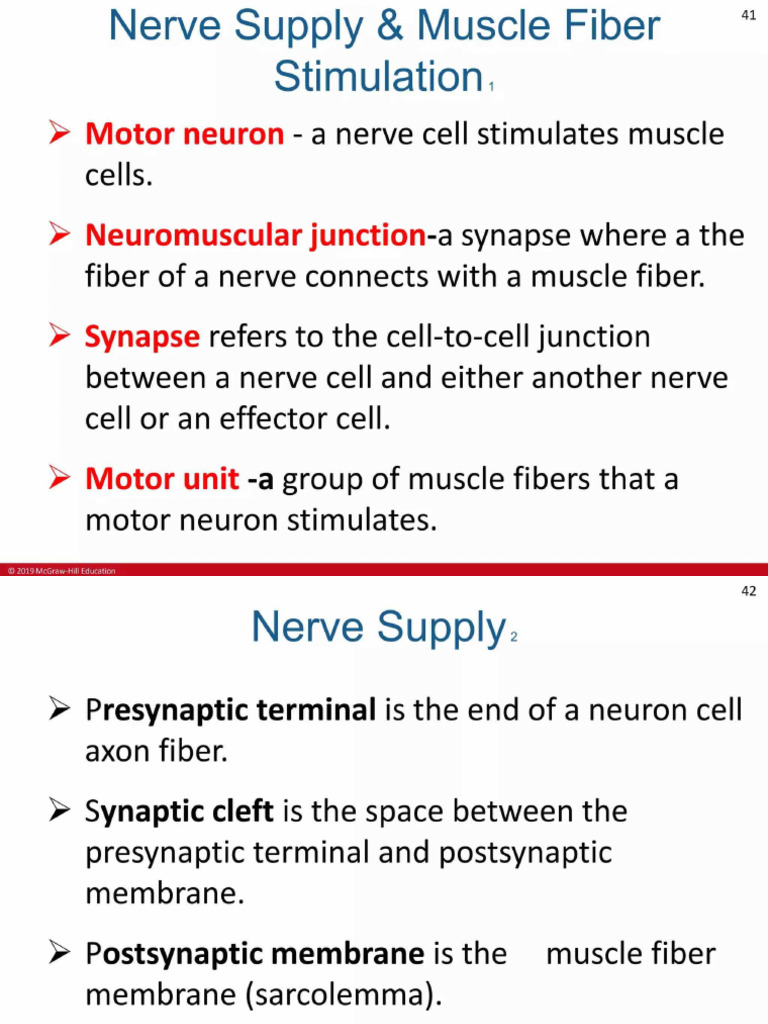 Ch7 Muscular p2 | PDF