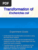 DH5α Competent Cells Transformation Guide | PDF | Transformation ...