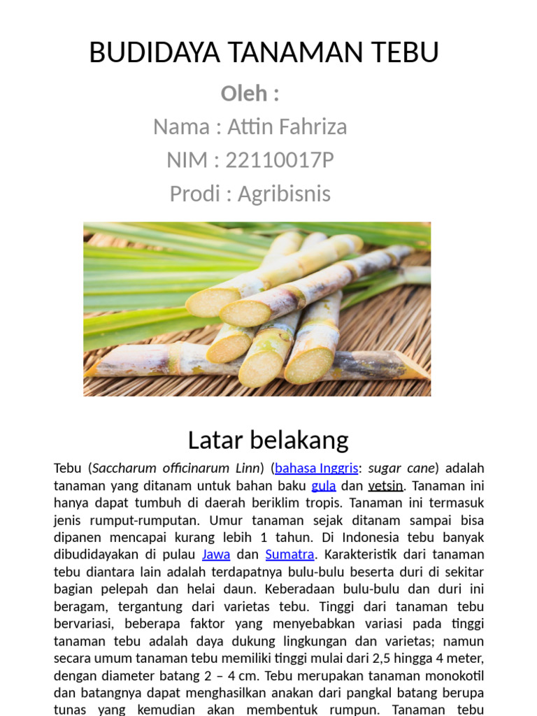 BUDIDAYA TANAMAN TEBU | PDF