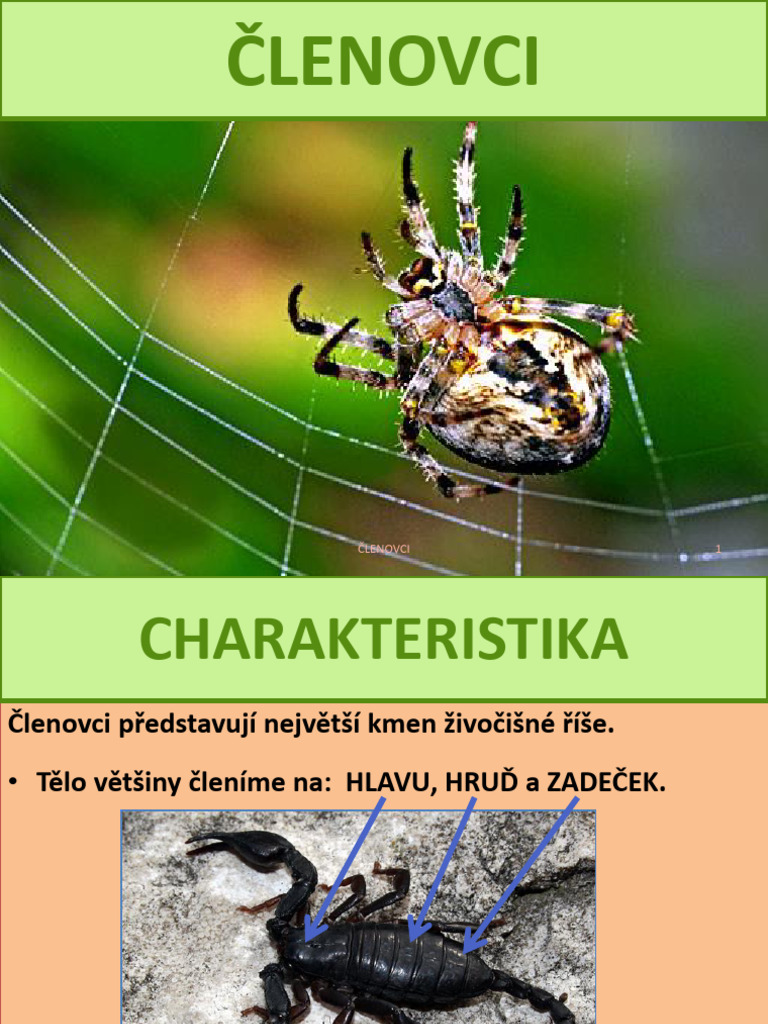 Členovci Pavoukovci | PDF