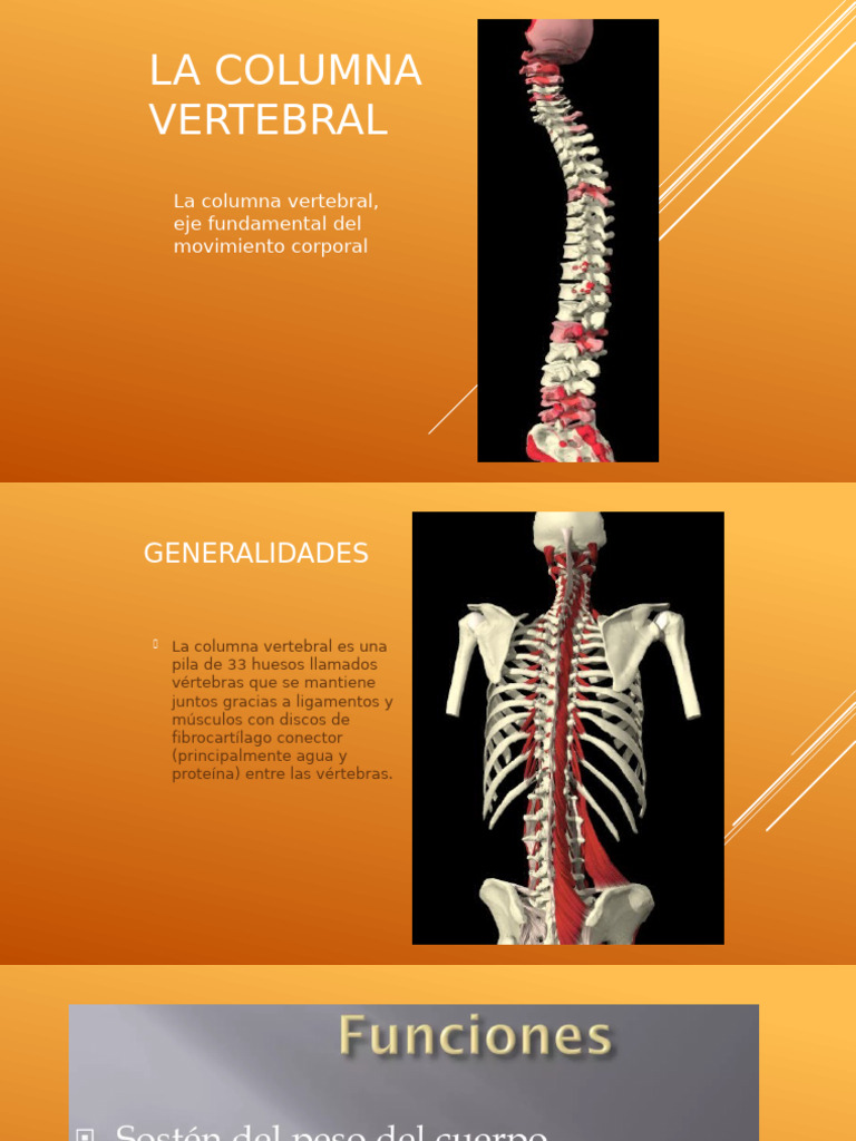 Anatomia Osea Columna - 1 | PDF | Vértebra | La columna vertebral