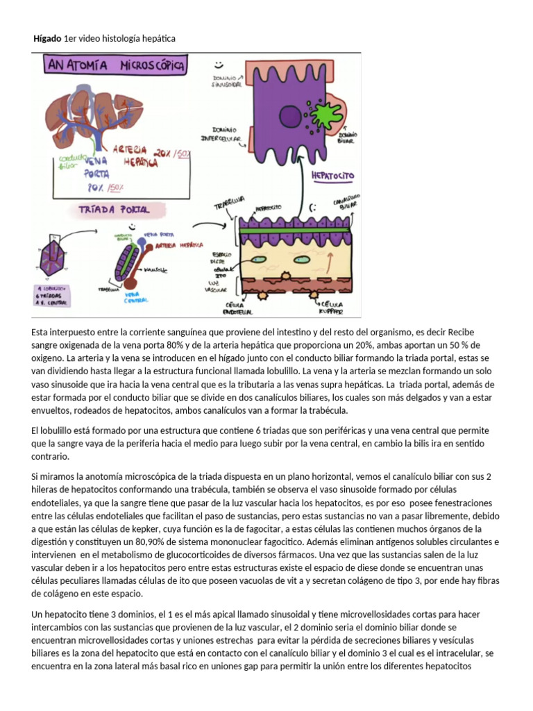 Higado y Pancreas | PDF | Páncreas | Digestión