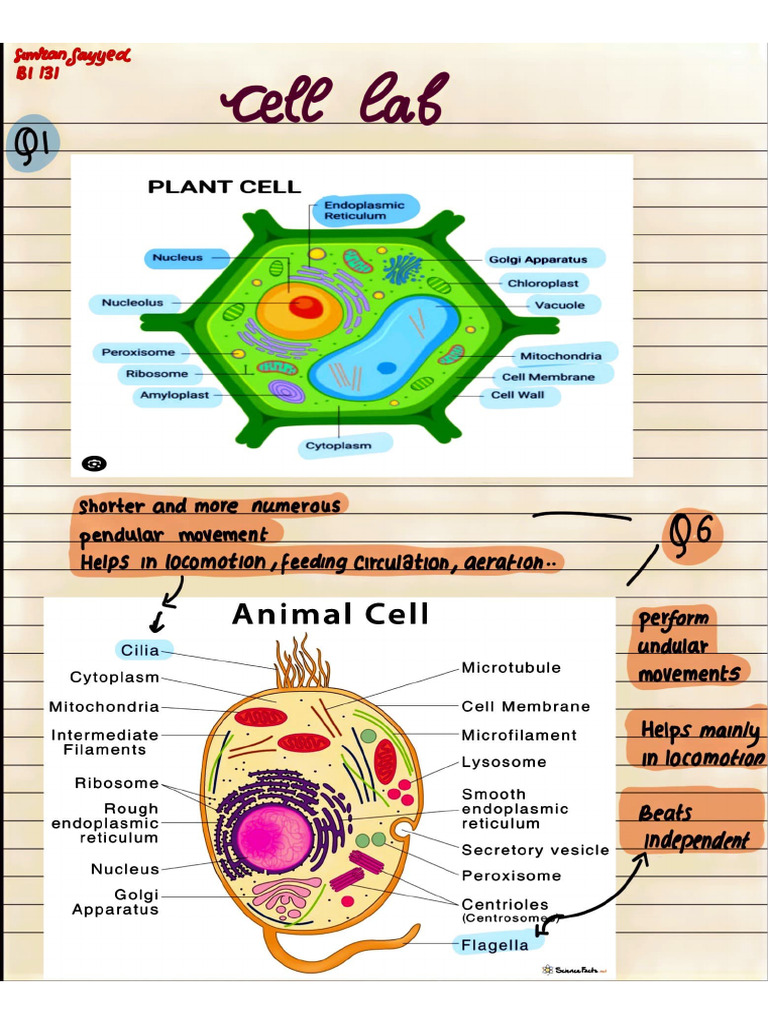 Cell Lab PDF | PDF