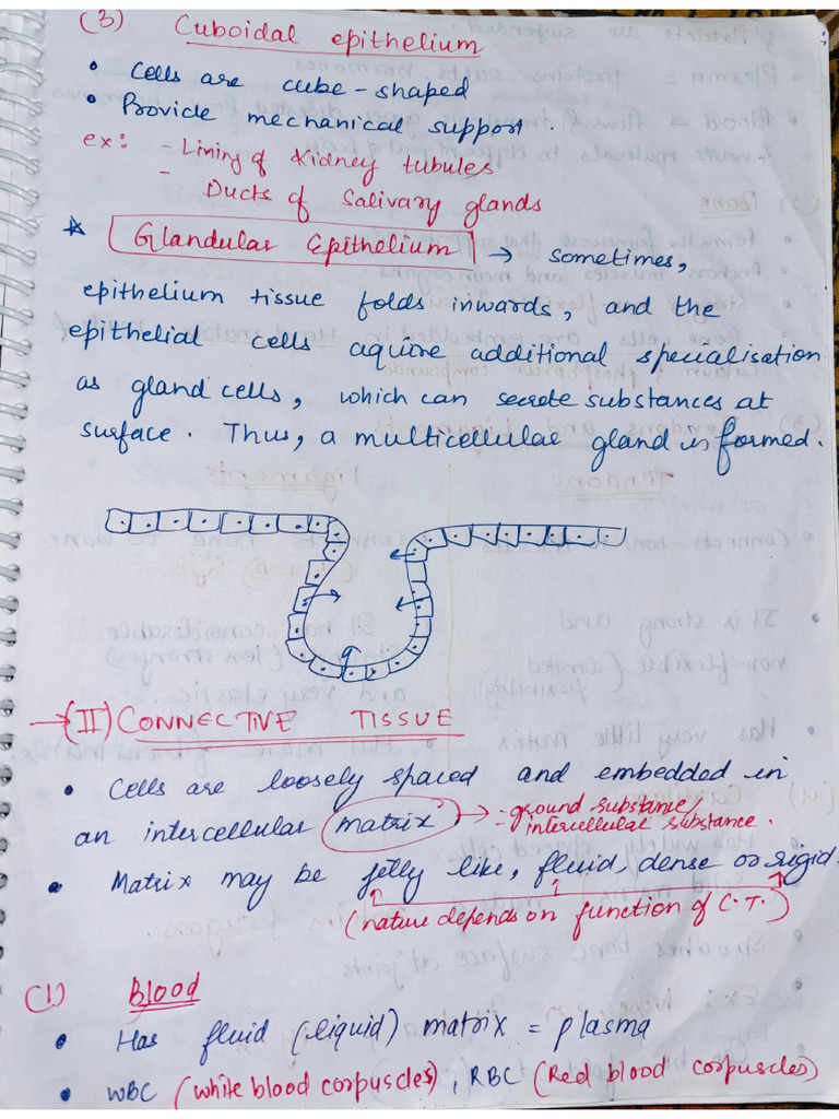 Tissues Notes (Connective tissue +) | PDF