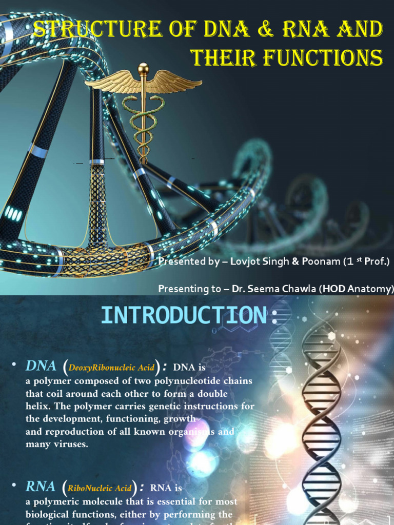 Structure of DNA & RNA and Their Functions | PDF | Rna | Dna