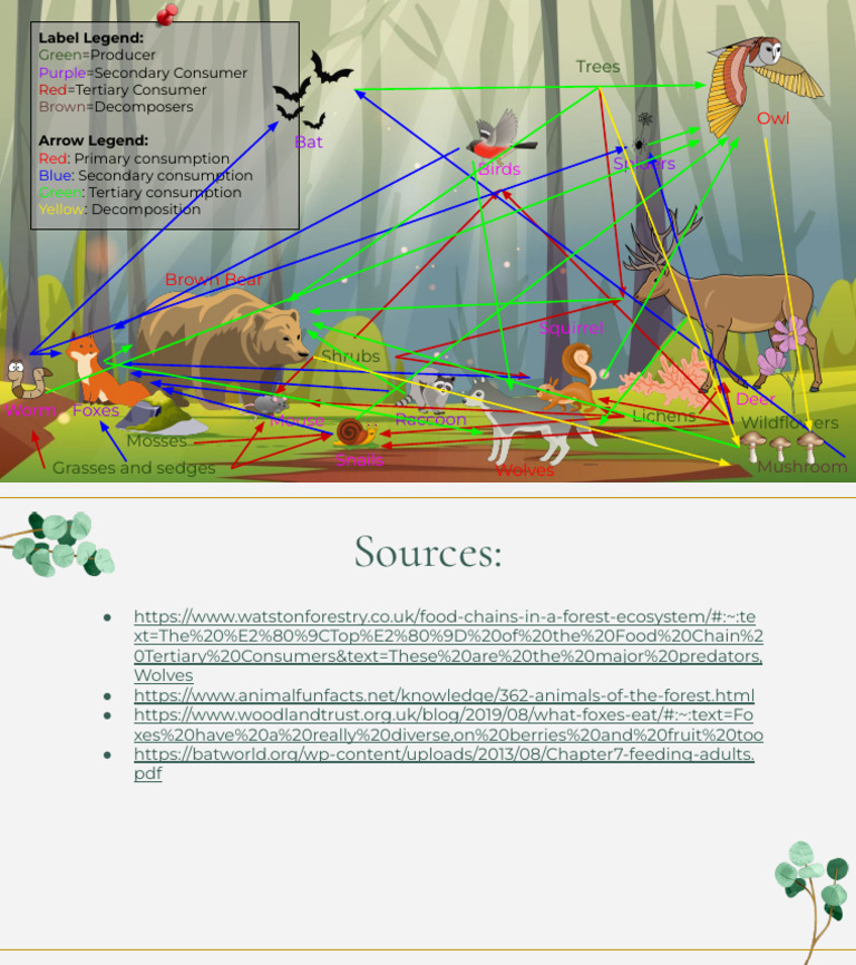 Forest Basic Food Web | PDF