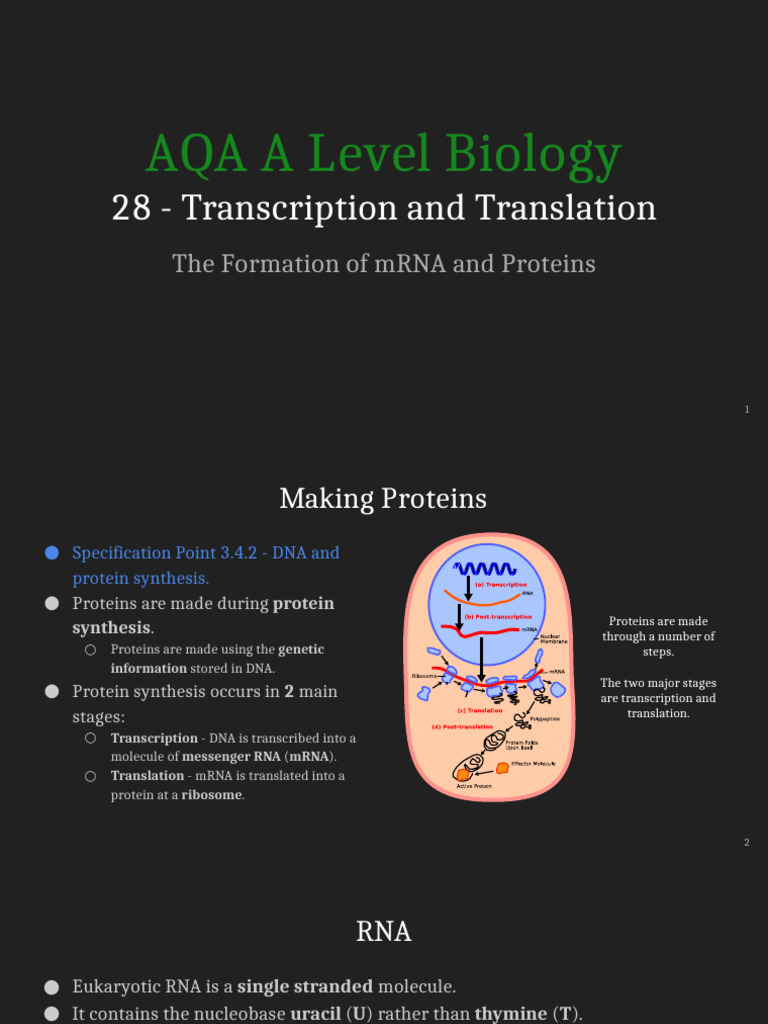 Transcription and Translation in Biology | PDF | Translation (Biology ...