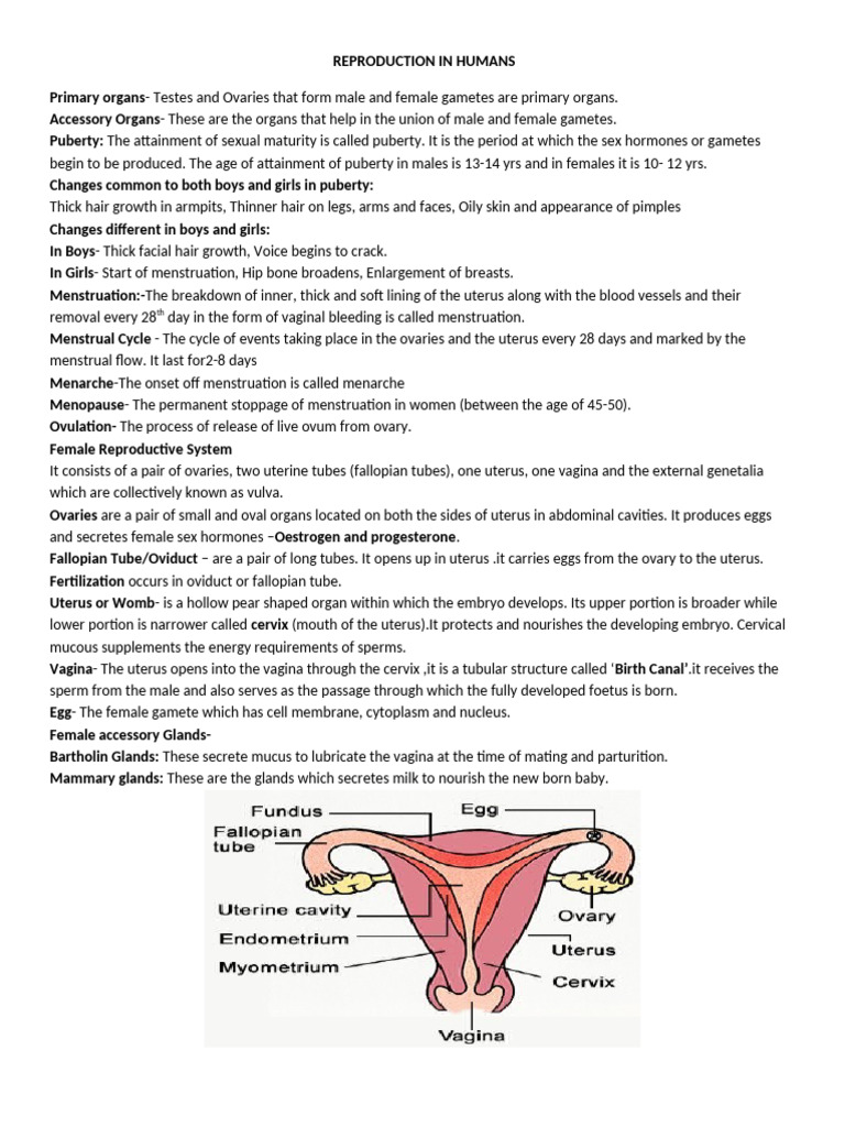 Lesson 8 Reproduction Part Ii | PDF | Menstrual Cycle | Reproductive System