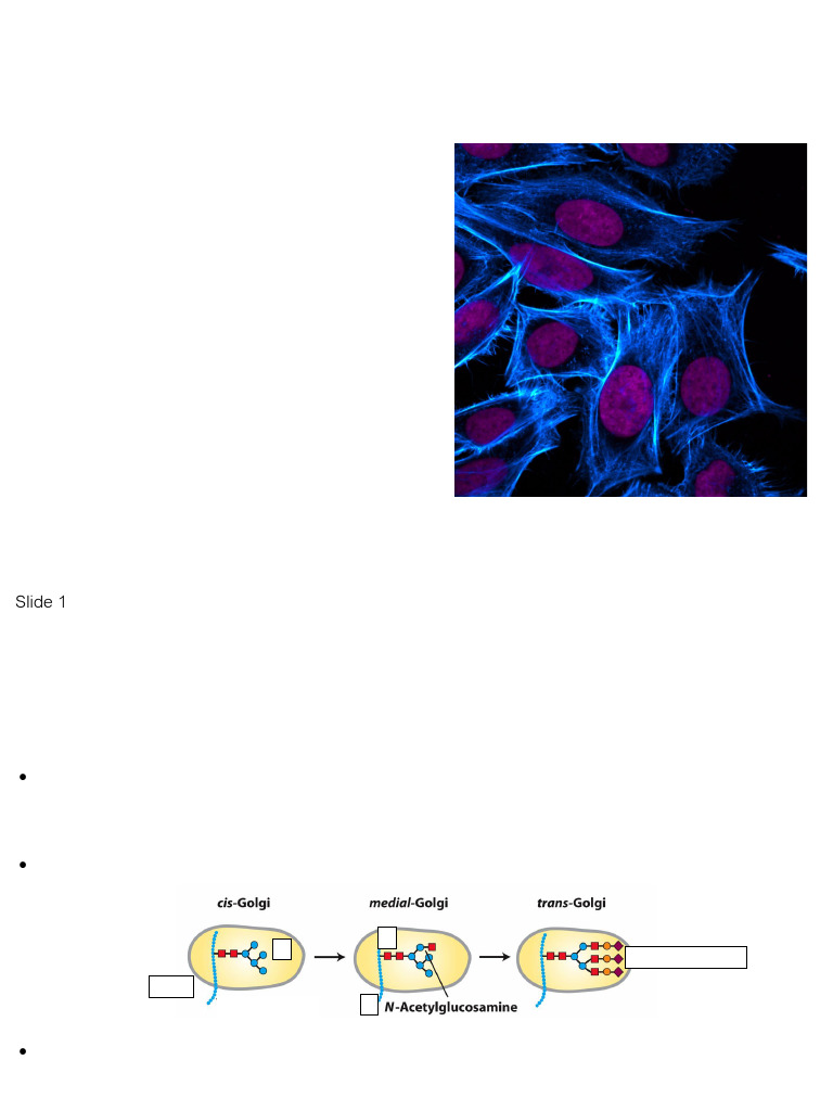 Endocytosis and Autophagy Overview | PDF | Lysosome | Microtubule