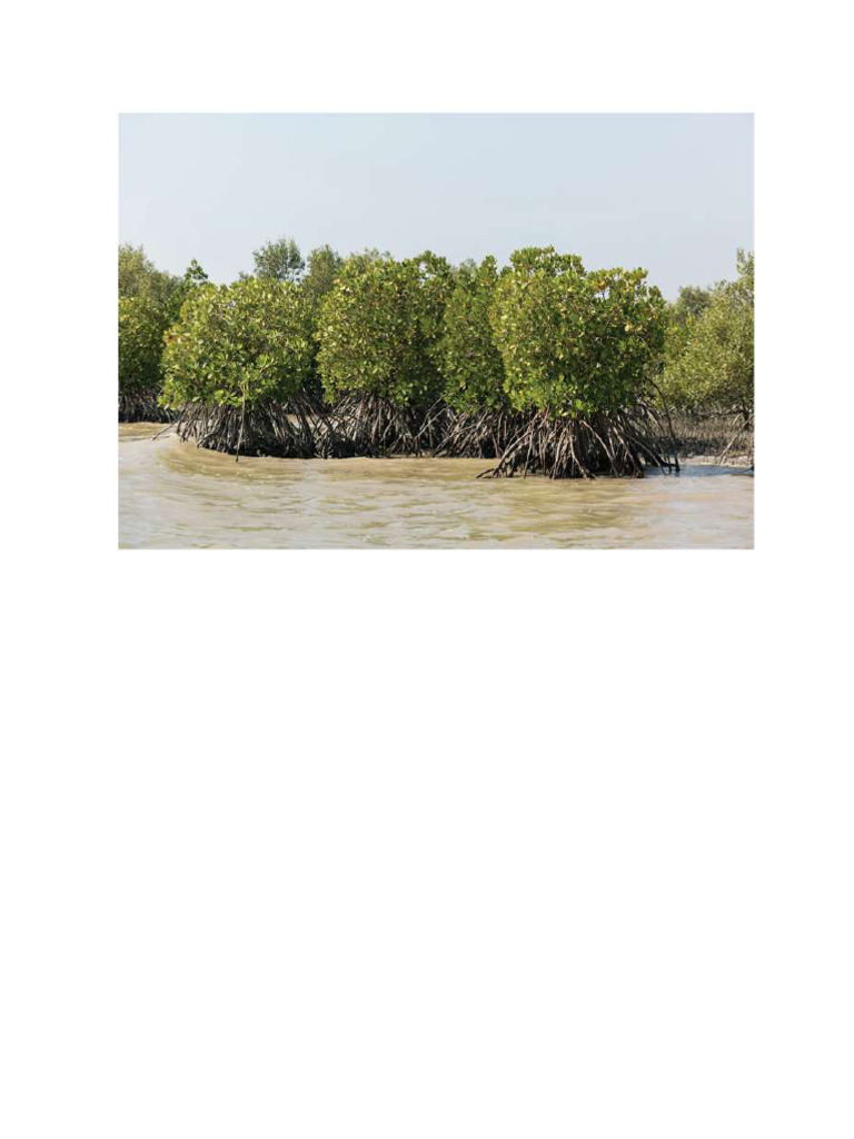 Mangrove Forest For Next Class Grade IX | PDF