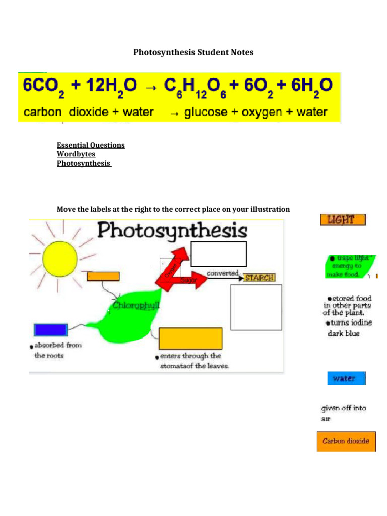 Photosynthesis Student Notes | PDF