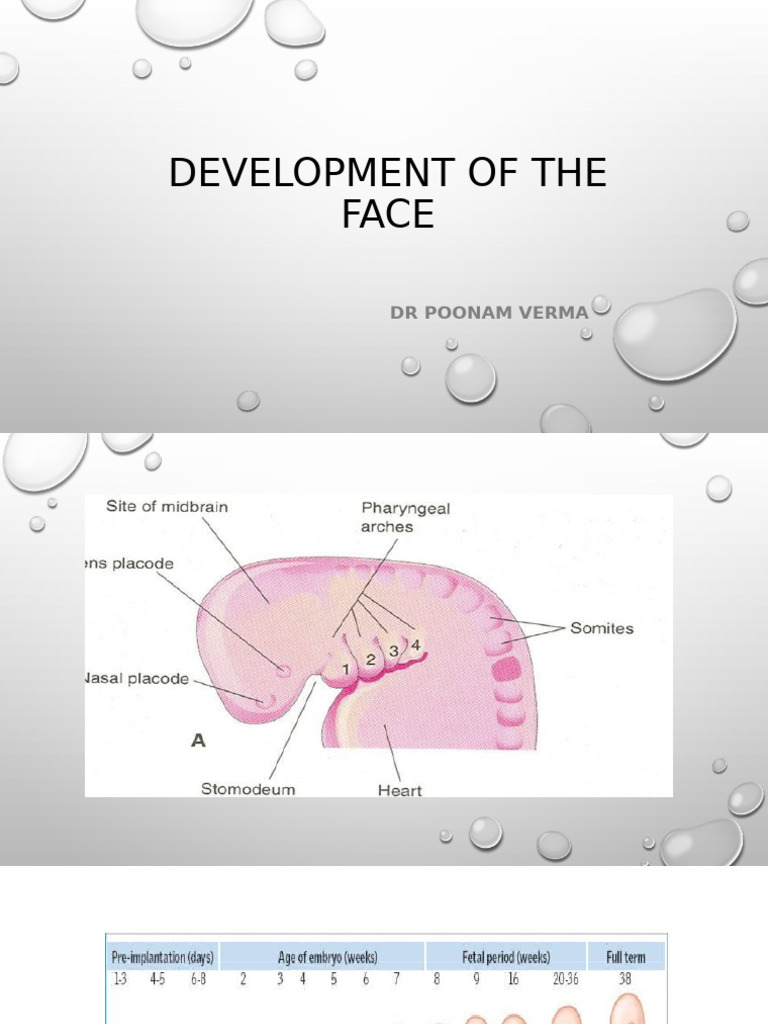 Embryonic Development of the Face | PDF | Human Nose | Human Head And Neck