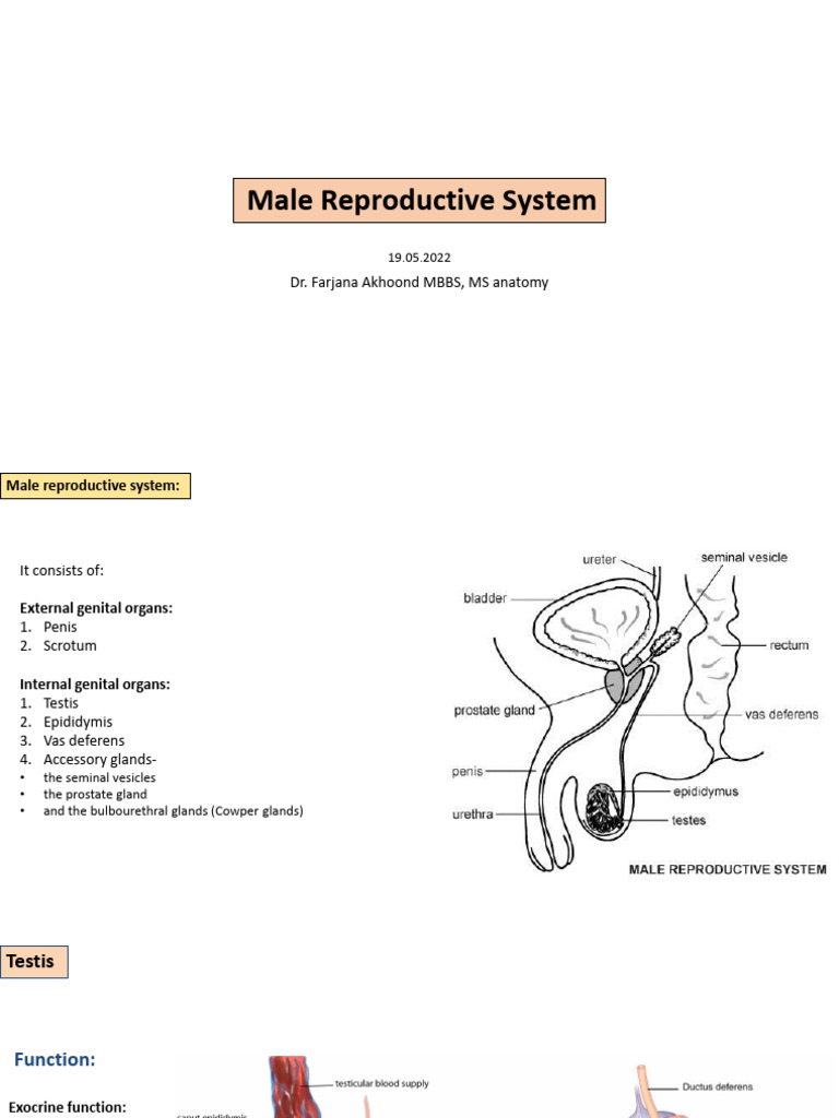 Male Reproductive Syst.-1 | PDF | Testicle | Organ (Anatomy)