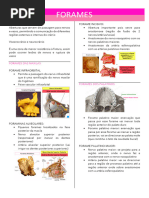Forames do Crânio e suas Funções | PDF | Neuroanatomia | Anatomia humana
