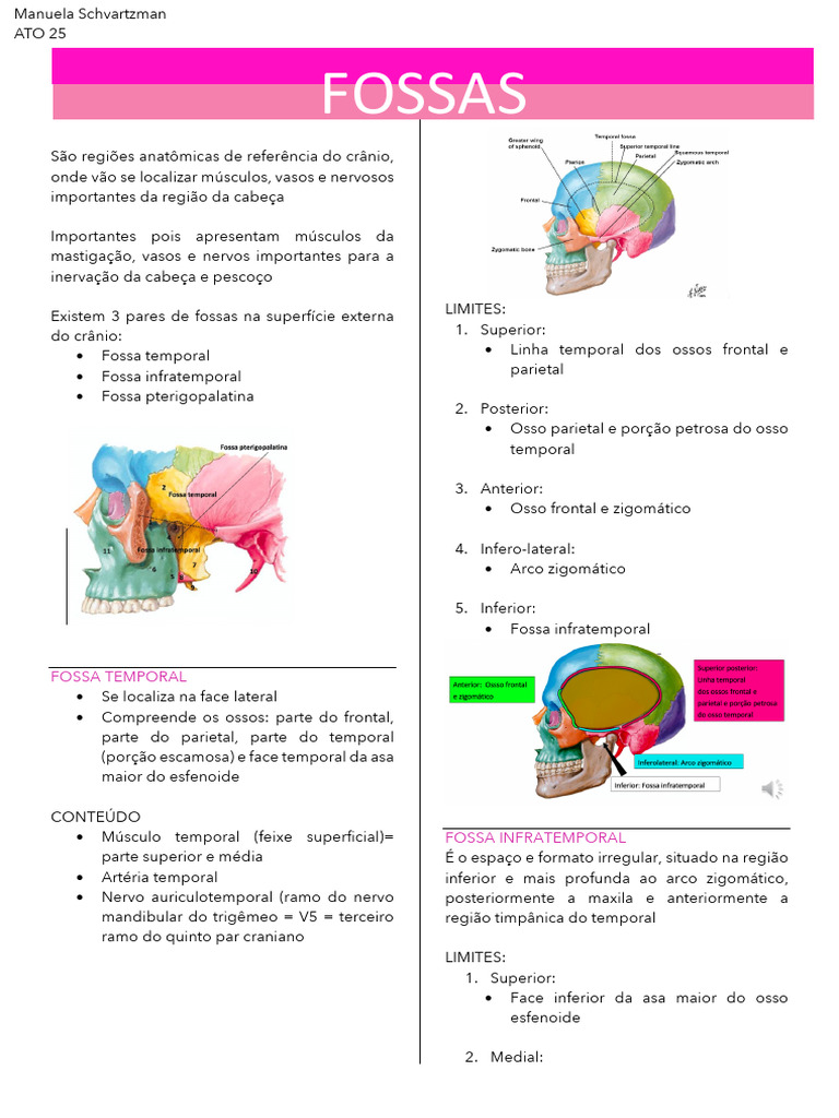 Anatomia das Fossas Cranianas | PDF | Anatomia humana | Cabeça e ...