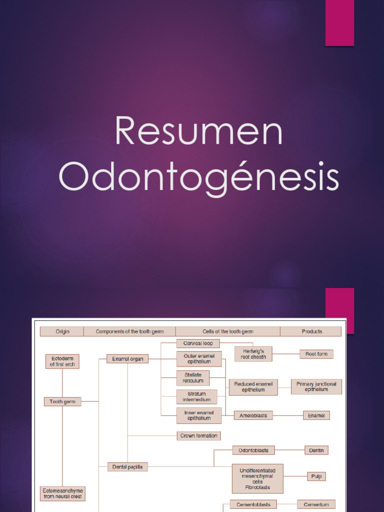 Odontogénesis y Erupción Dentaria | PDF | Hueso | Anatomía
