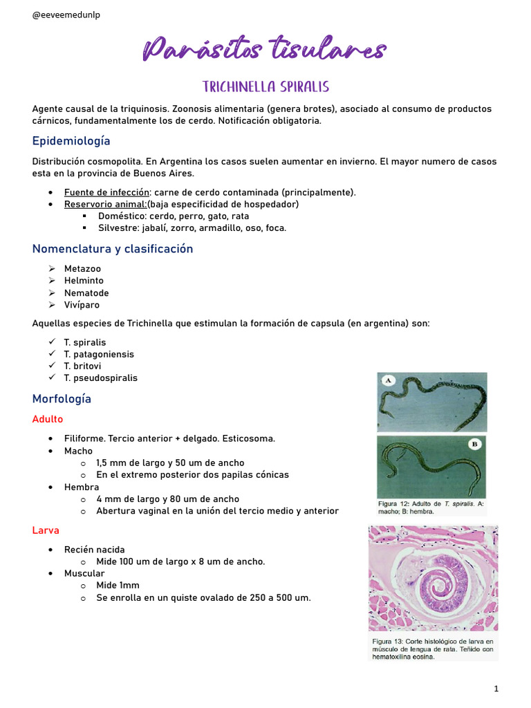 25 Parásitos Tisulares | PDF | Especialidades Medicas | Biología
