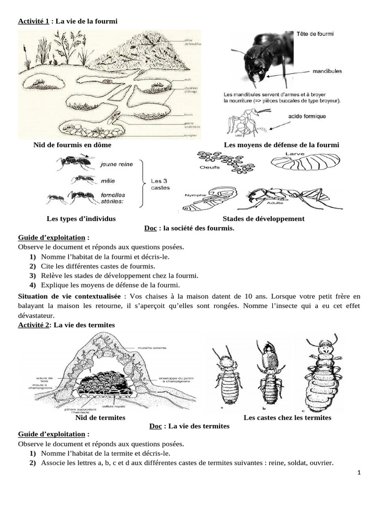 Fiche Activité SEQUENCE 3 2nde C | PDF | Fourmi | Abeilles