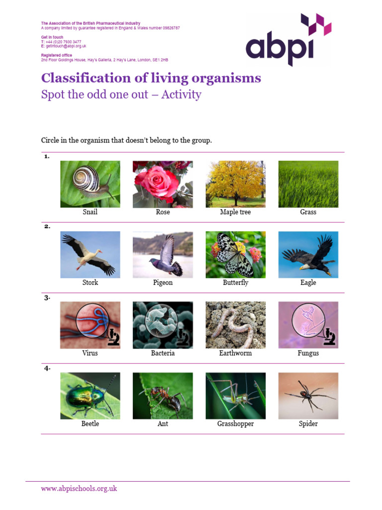 Odd One Out Activity | PDF