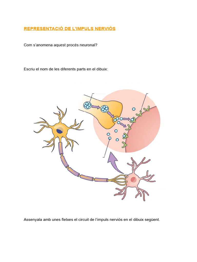 Representació de L'impuls Nerviós | PDF