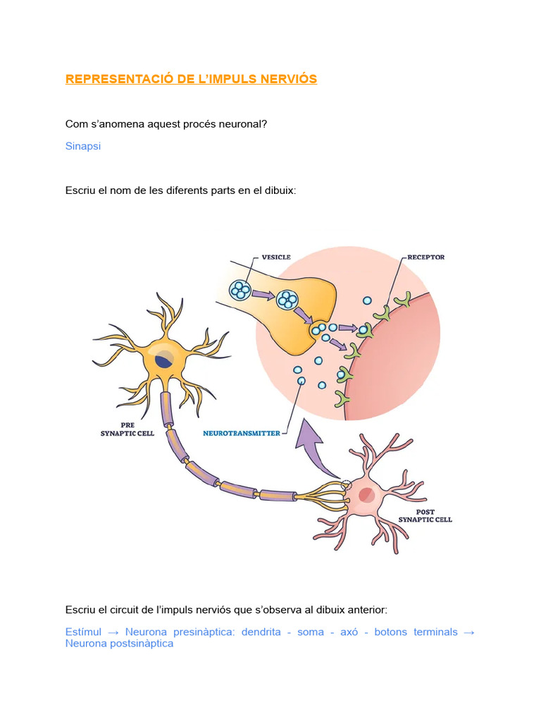 Representació de L'impuls Nerviós | PDF