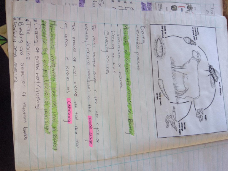 External Parasite | PDF