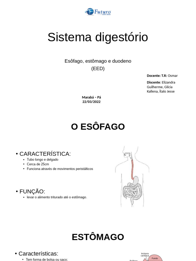 Estudo do Sistema Digestório EED | PDF | Estômago | Sistema digestivo humano