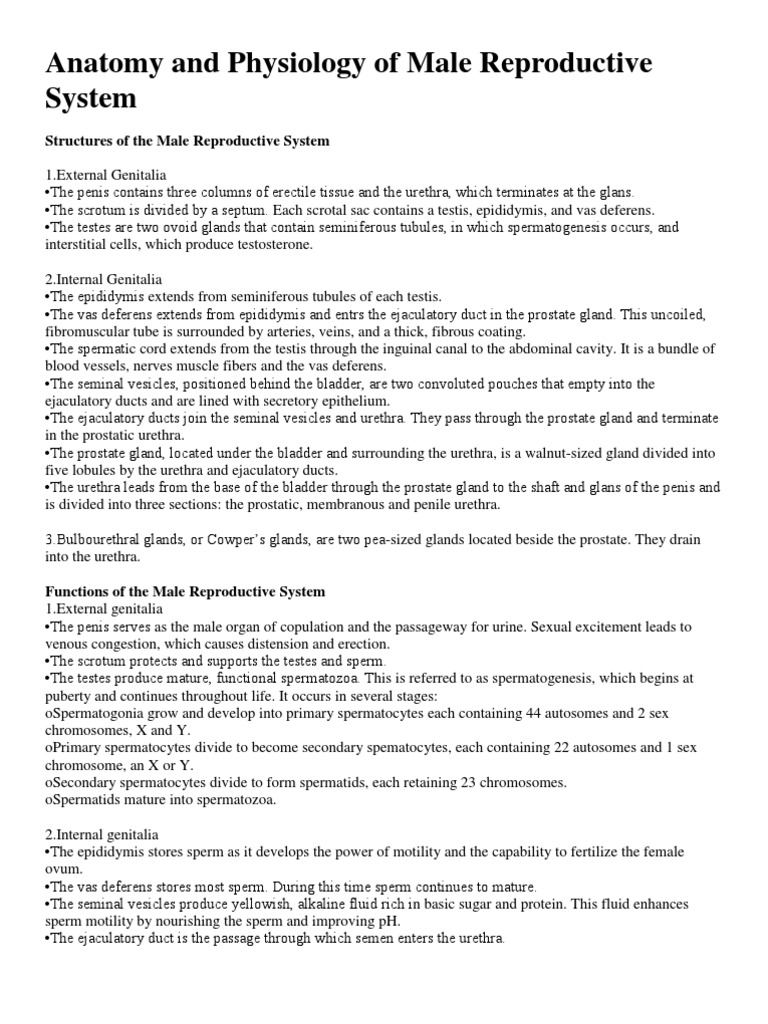 Anatomy and Physiology of Male Reproductive System | PDF | Testicle ...