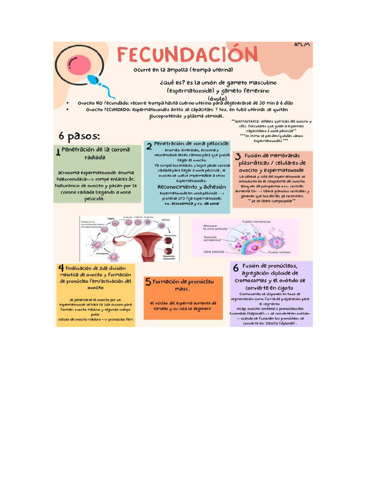 Infografia Sobre La Fecundacion Humana | PDF