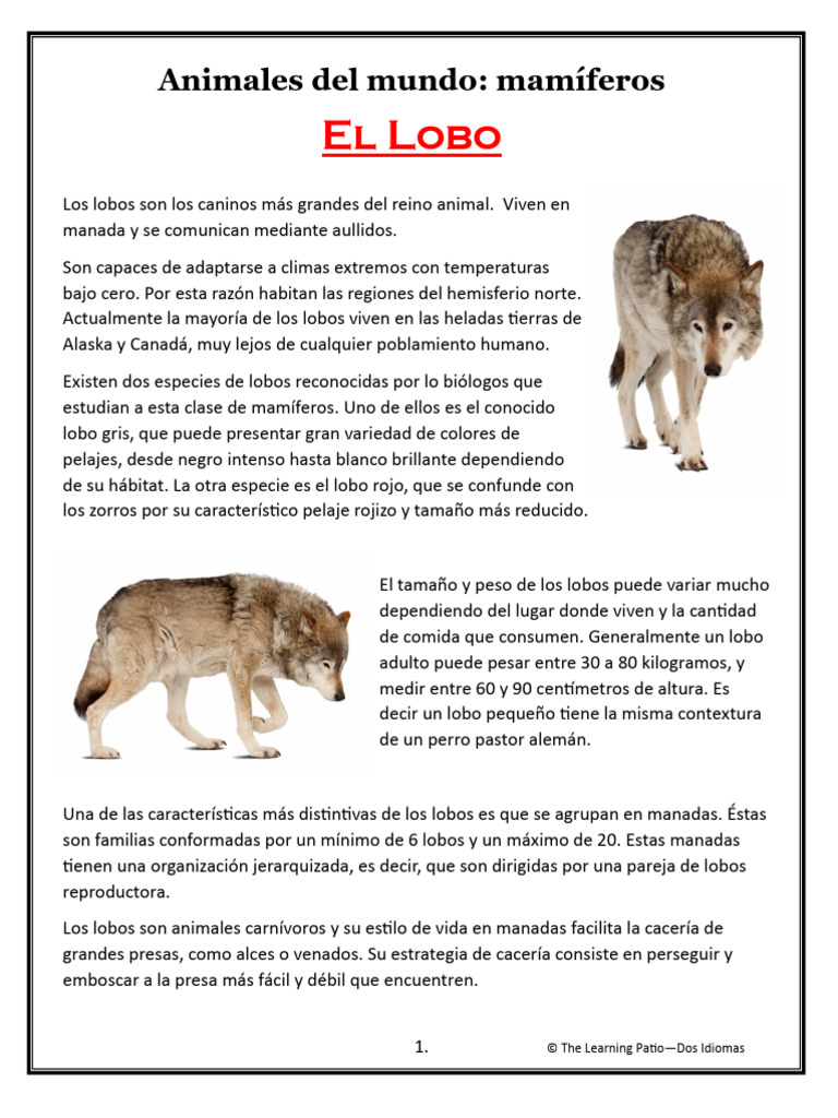 Características y hábitat de los lobos | PDF | Perros | Zoología