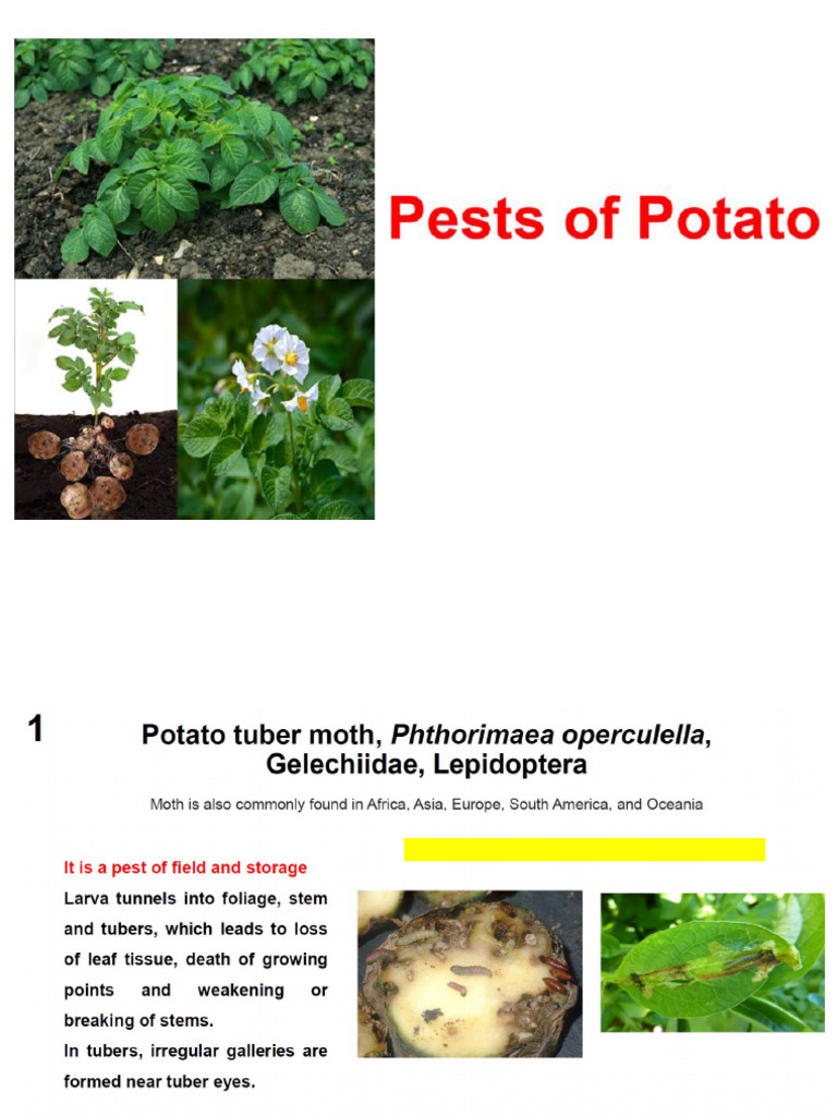 Pests of Potato, Sweet Potato, Tapioca, Yam, Colocasia | PDF