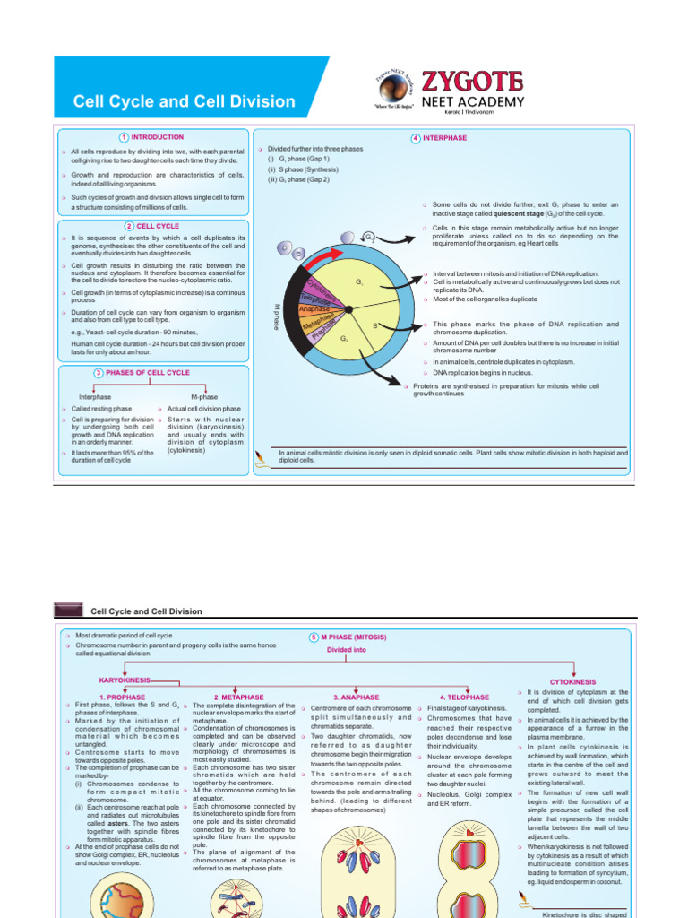 CELL CYCLE AND CELL DIVISION (1) | PDF | Meiosis | Mitosis