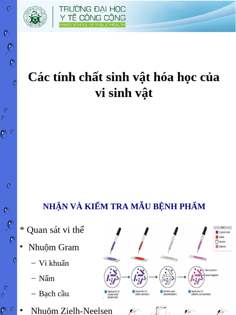 Bà€i 11 Cà c tì nh chà'̀ t sinh và£̀'t hò a hò£c cù‰a VSV | PDF