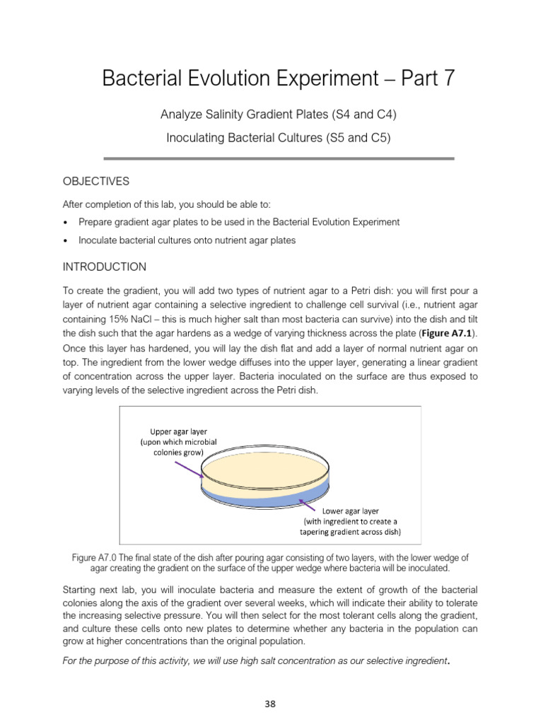Lab 7 - Bacterial Evolution-Inoculate 5 Analyze 4 | PDF | Agar | Bacteria