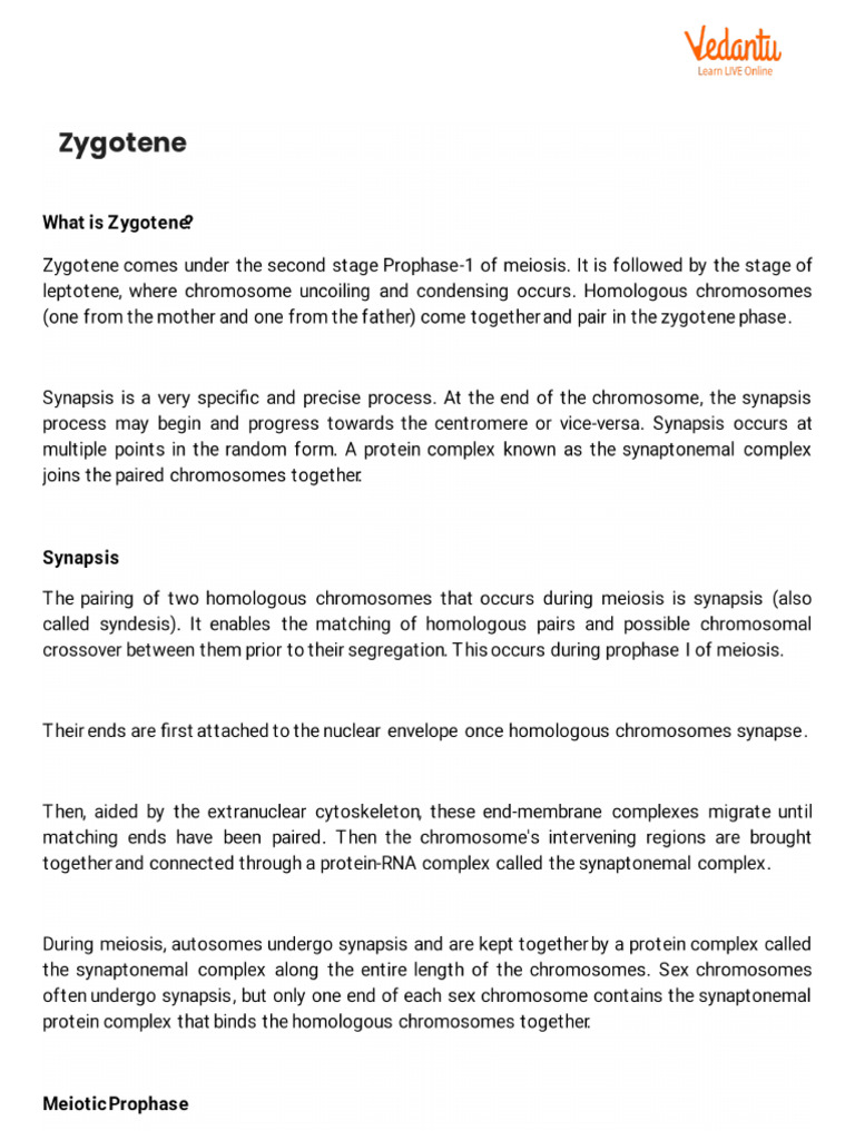 Zygotene | PDF