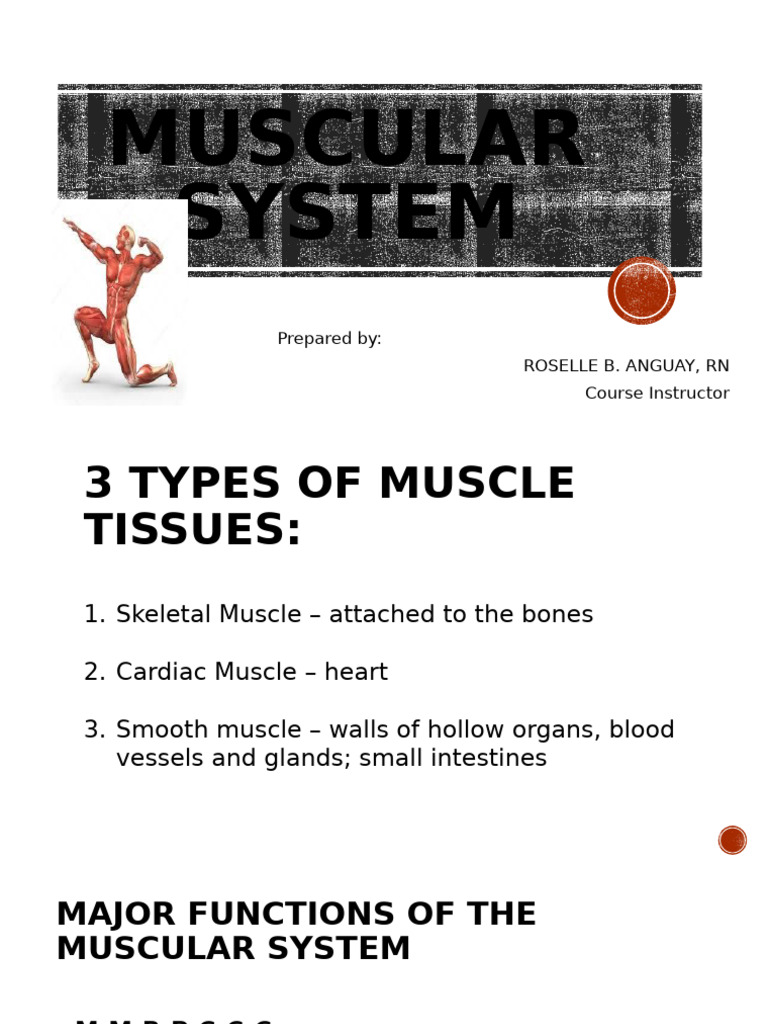 MUSCULAR-SYSTEM | PDF | Human Leg | Foot