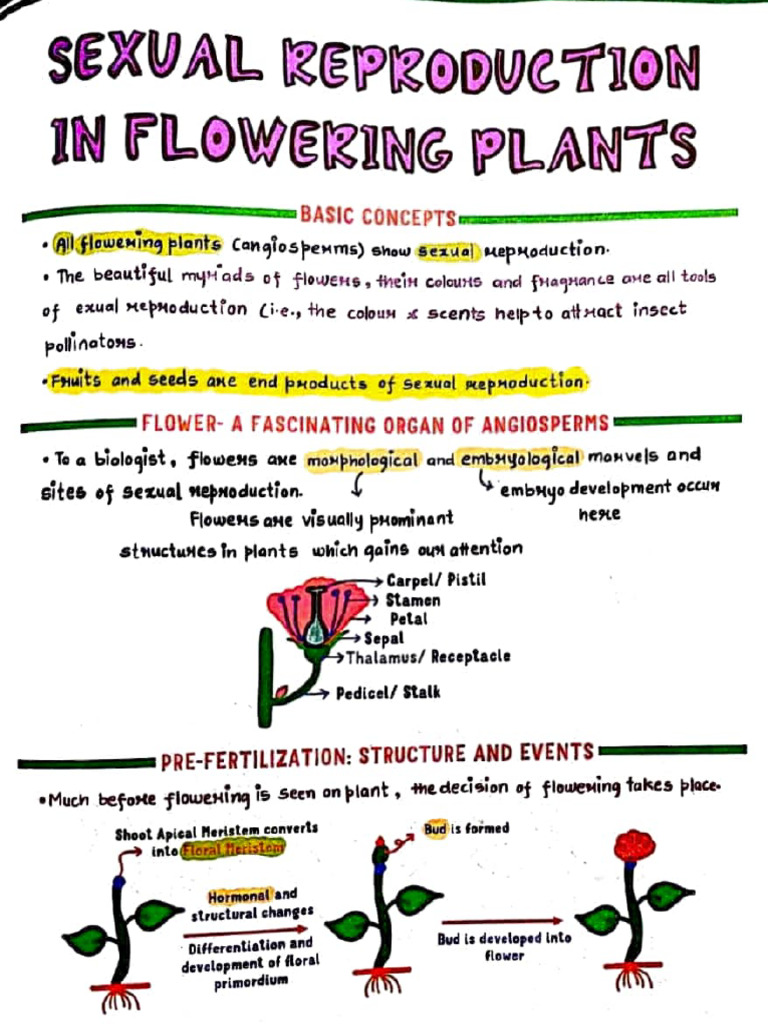 Sexual Reproduction in Flowering Plant | PDF | Flowers | Horticulture