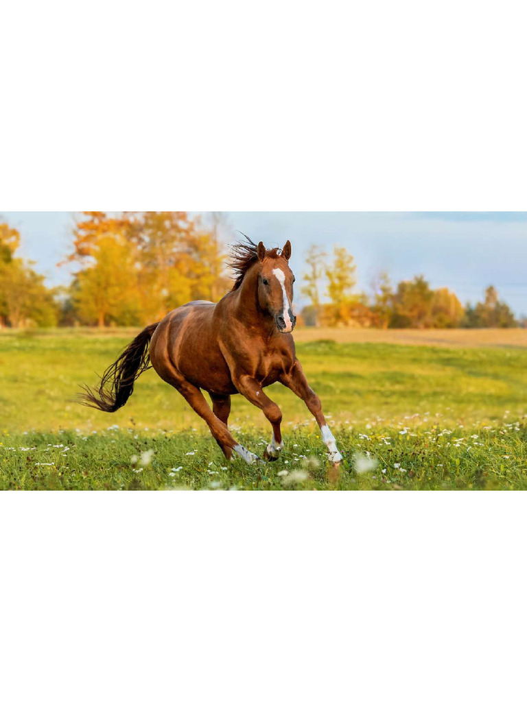 CABALLO | PDF
