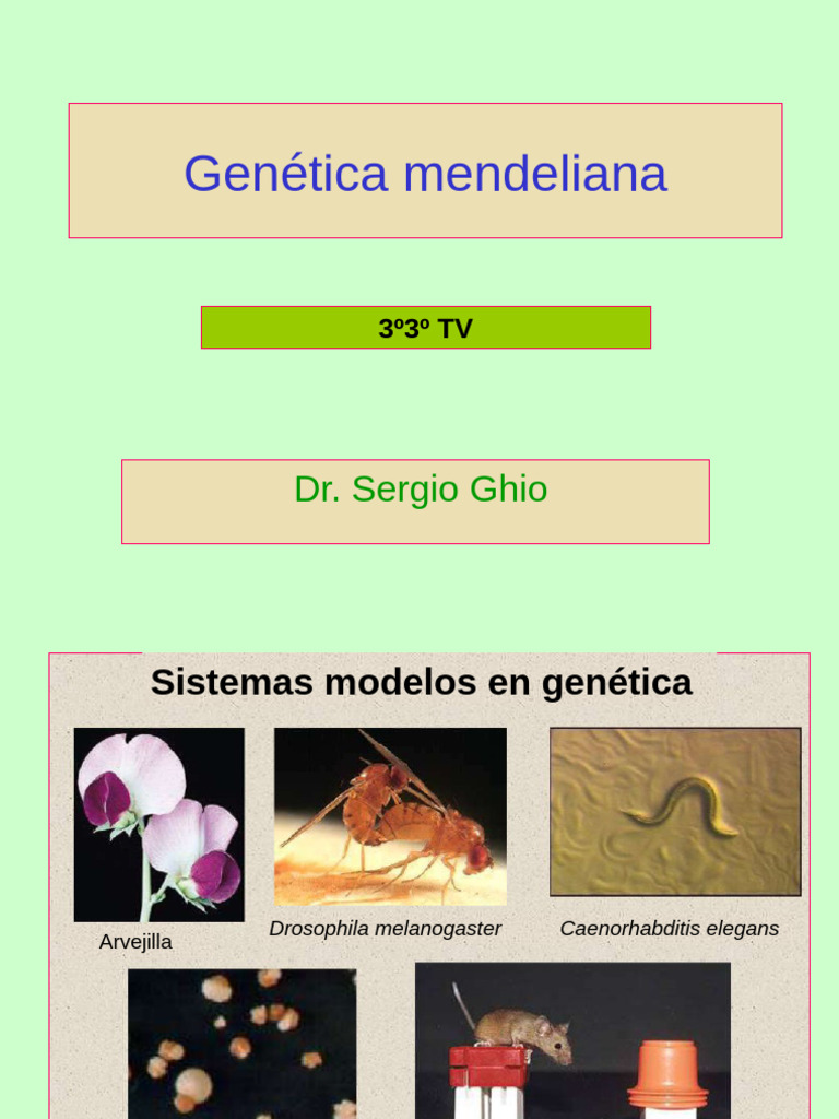 Genética mendeliana 2018 | PDF | Dominancia (Genética) | Alelo