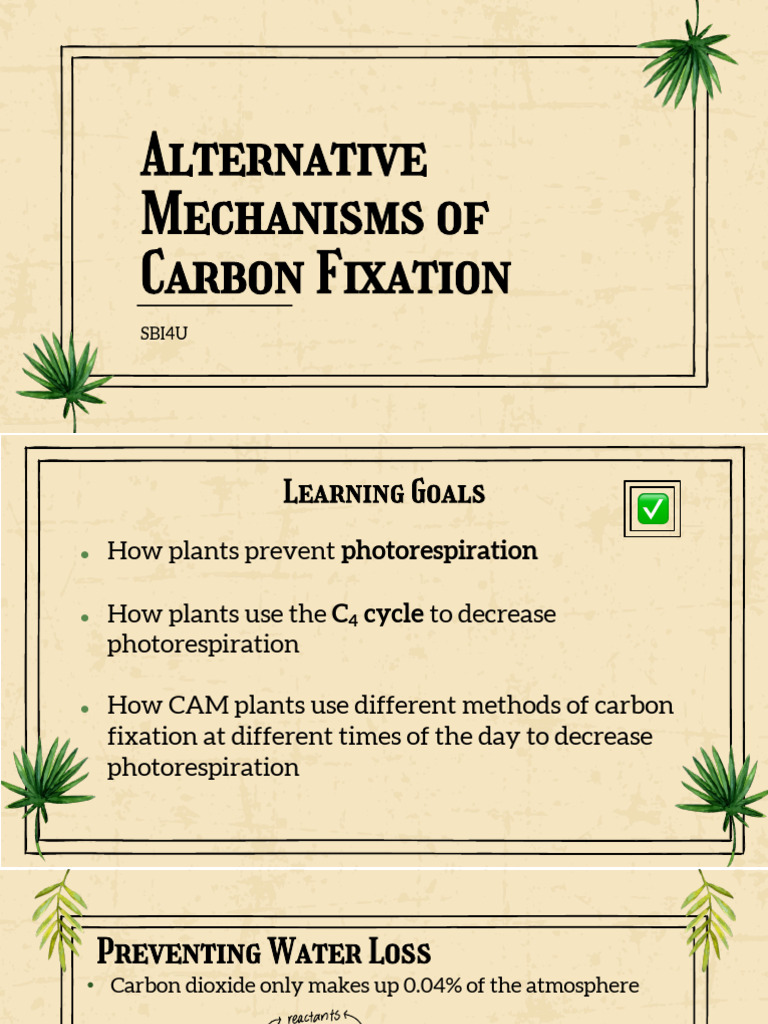 3.3 - Alternative Mechanisms of Carbon Fixation | PDF | Stoma ...