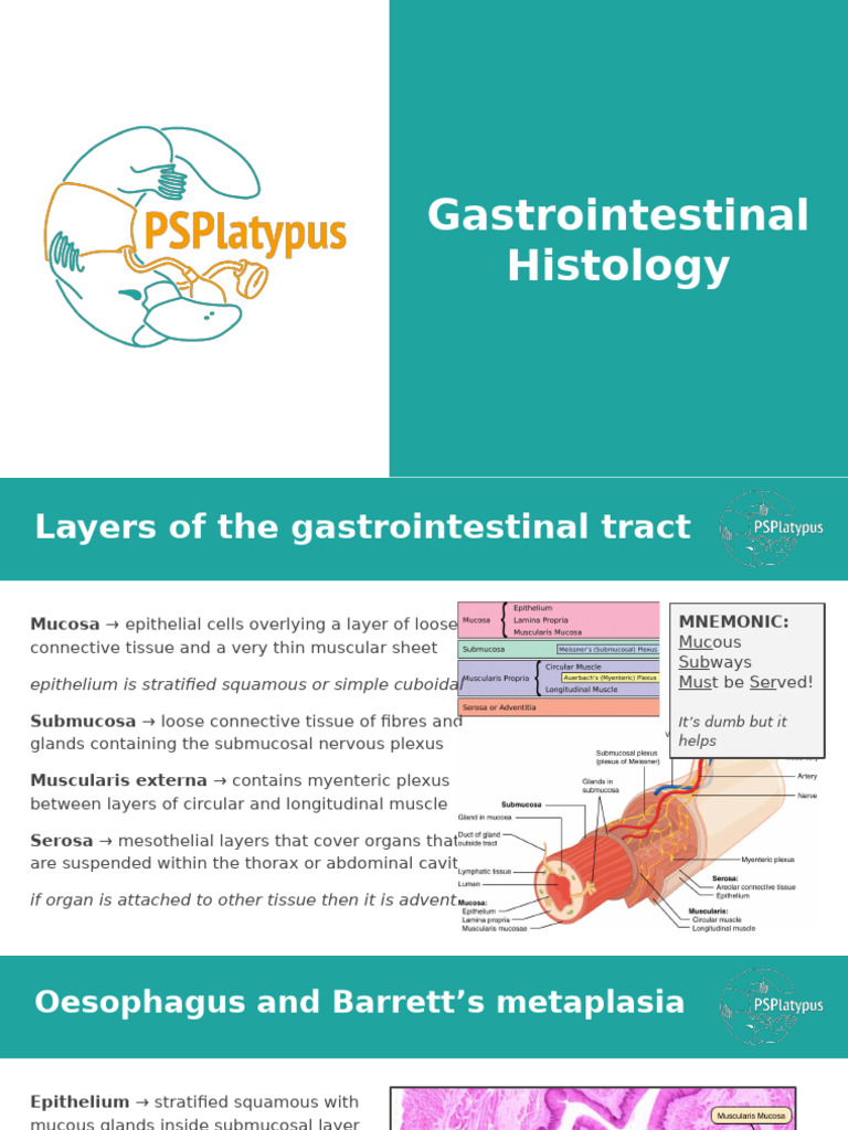 Gastrointestinal Histology Overview | PDF | Gastrointestinal Tract ...