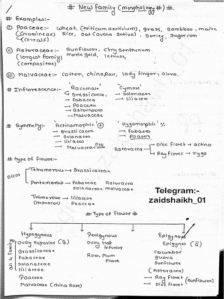 New Plant Family (Morphology) Printable - 240109 - 185444 | PDF