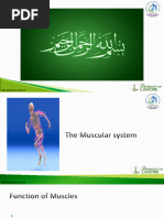 Muscular System Grade 4 Science | PDF | Wellness