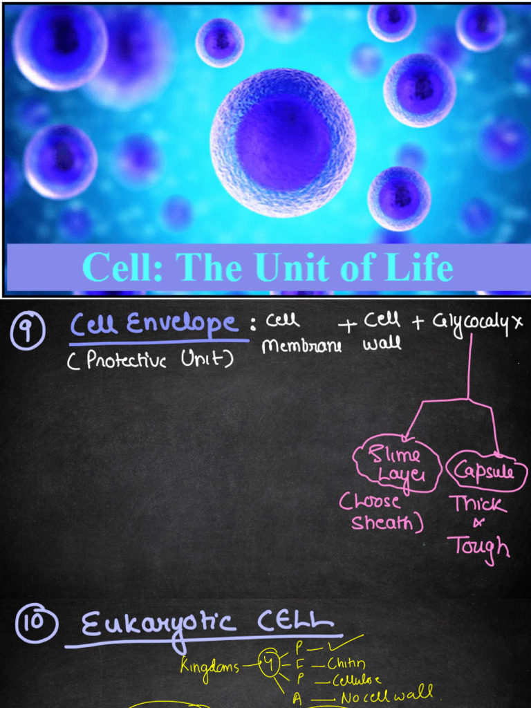 Cell The Unit of Life L 02 Class Notes Eukaryotic Cells Ribosomes | PDF ...