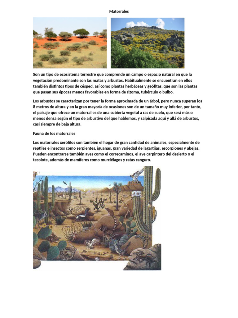 Matorrales | PDF