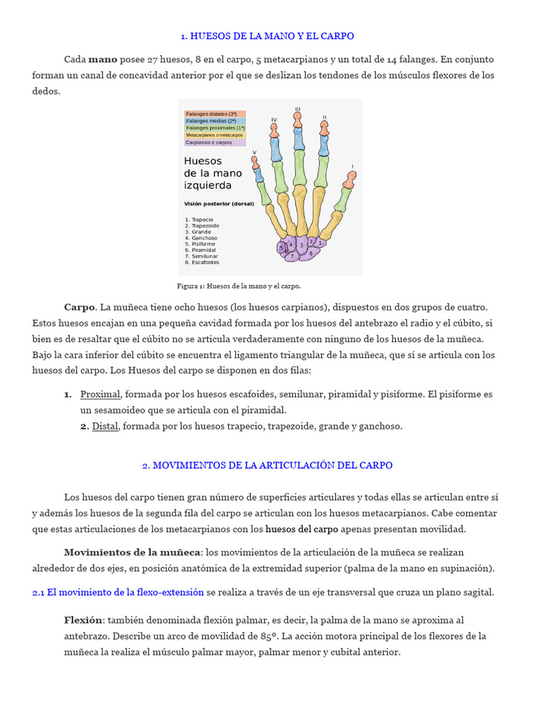 HUESOS DE LA MANO Y EL CARPO | PDF | Mano | Sistema musculoesquelético