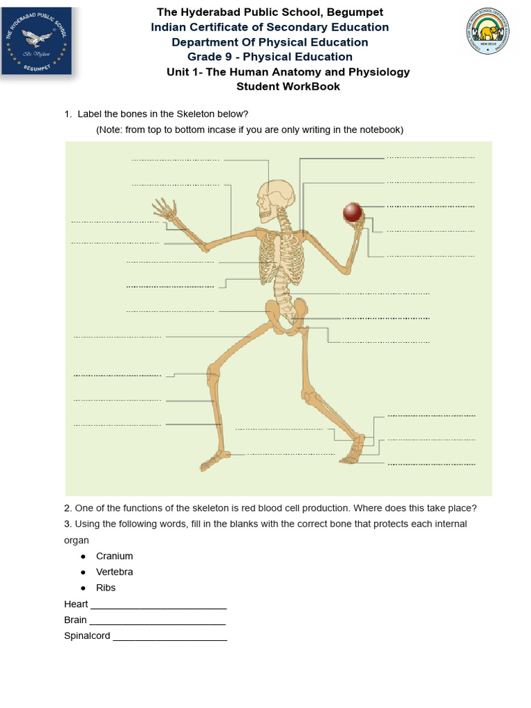 Skeletal System Workbook for Grade 9 | PDF | Skeleton | Anatomical ...
