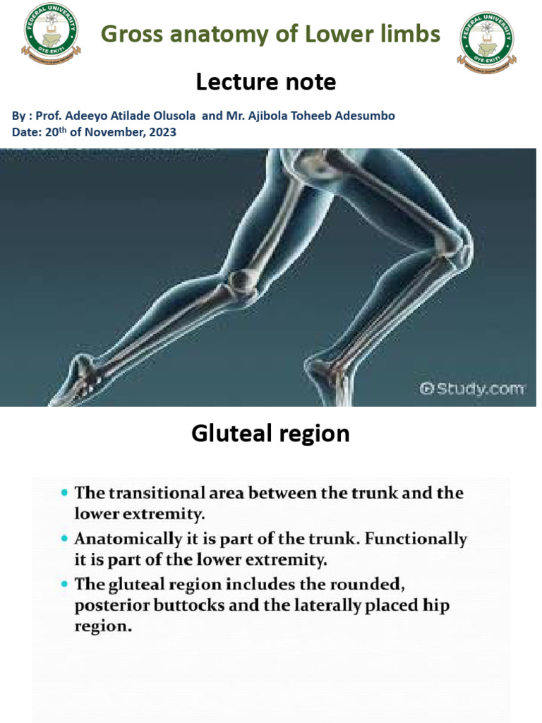 Lecture Note For Gross Anatomy of Lower Limbs-1 | PDF | Human Leg | Knee
