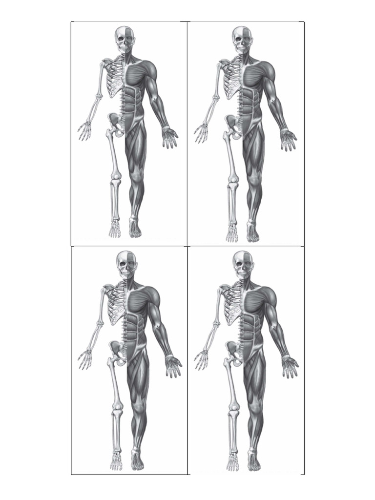 Anatomia Apparato LOCOMOTORE | PDF