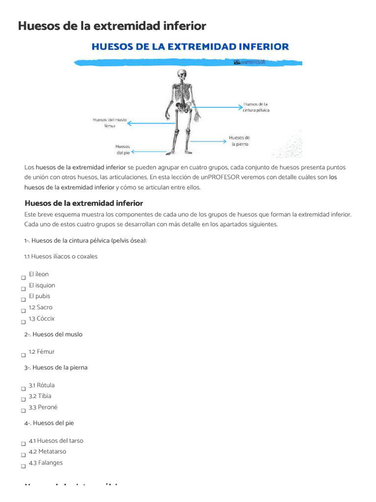Huesos de la extremidad inferior - unprofesor.com | PDF | Pelvis ...